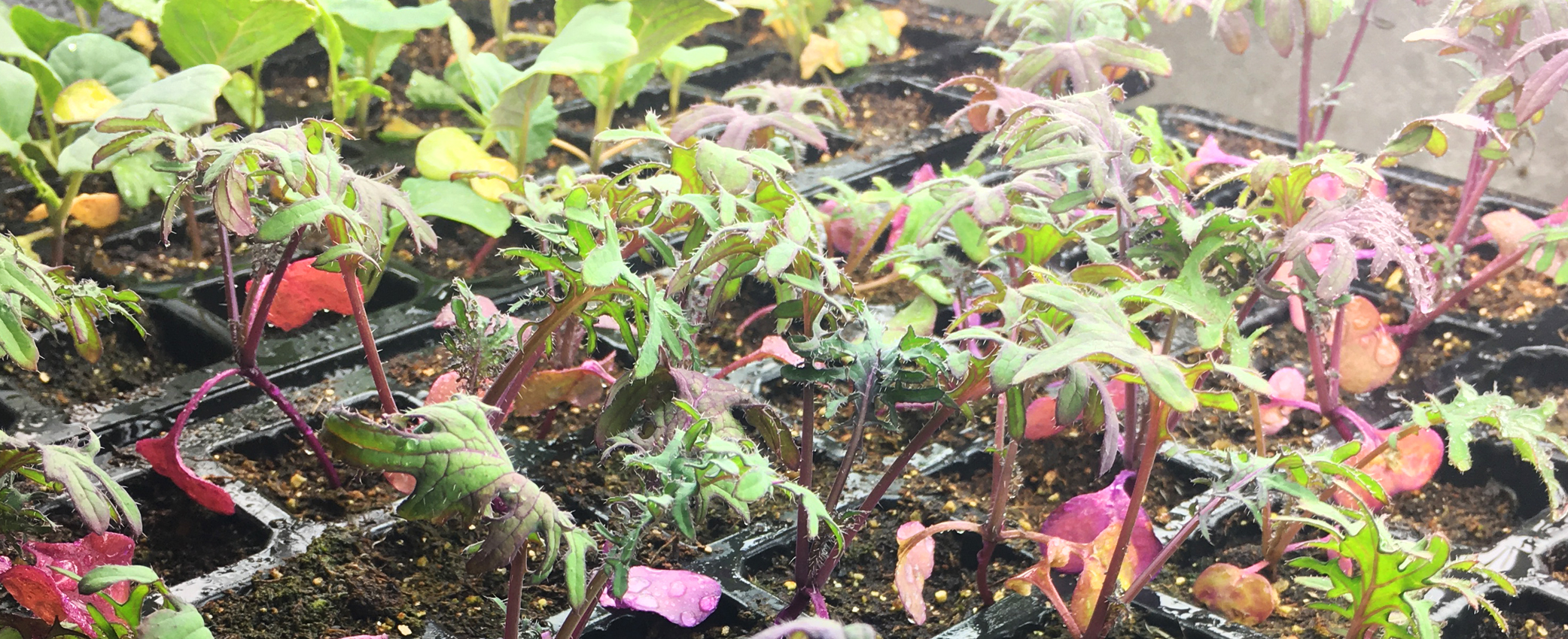 Edible Jasper - Seed Starts - Keep Pickens Beautiful